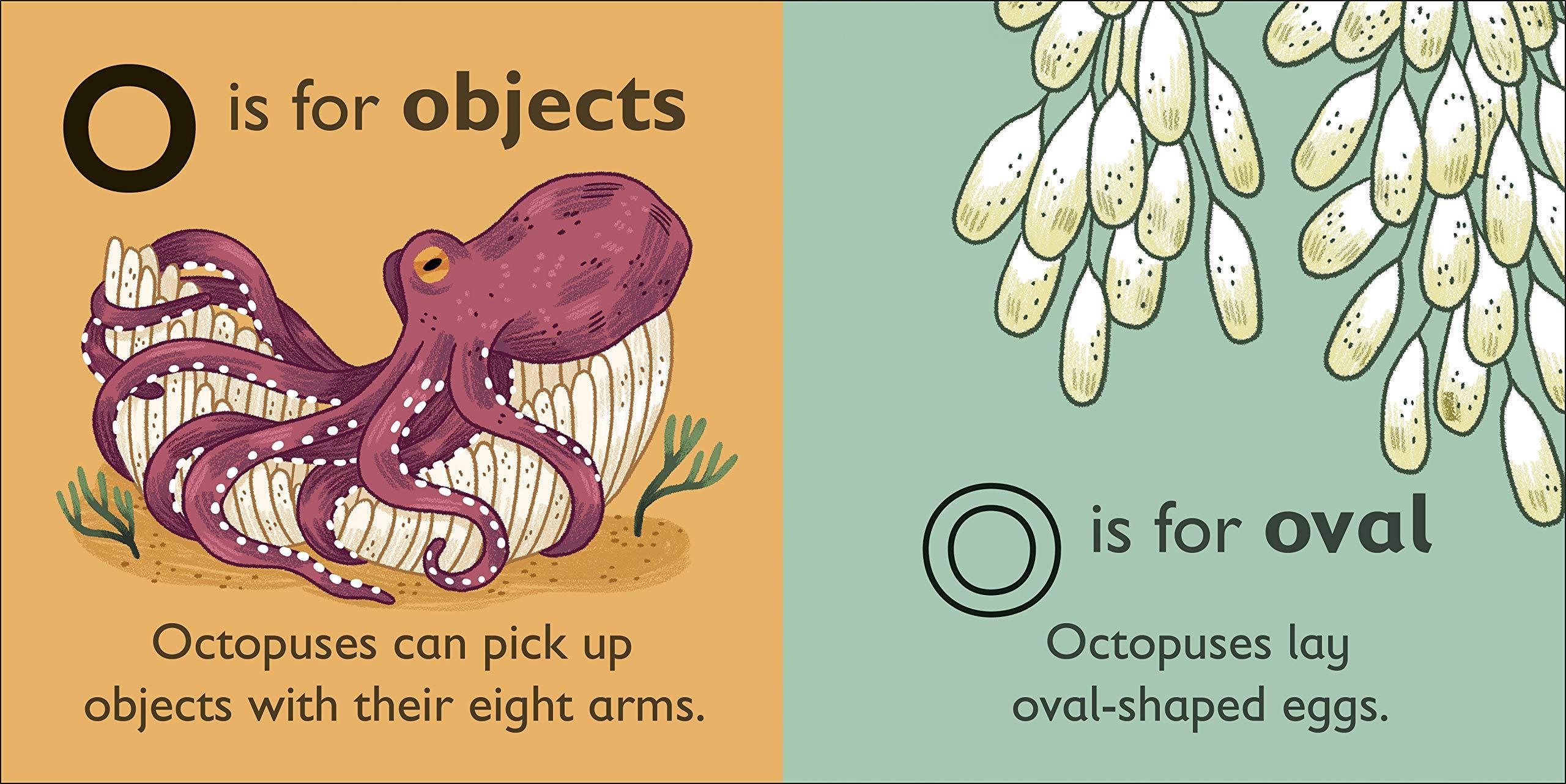 DK Alphabet Book - O is for Octopus - Board Book